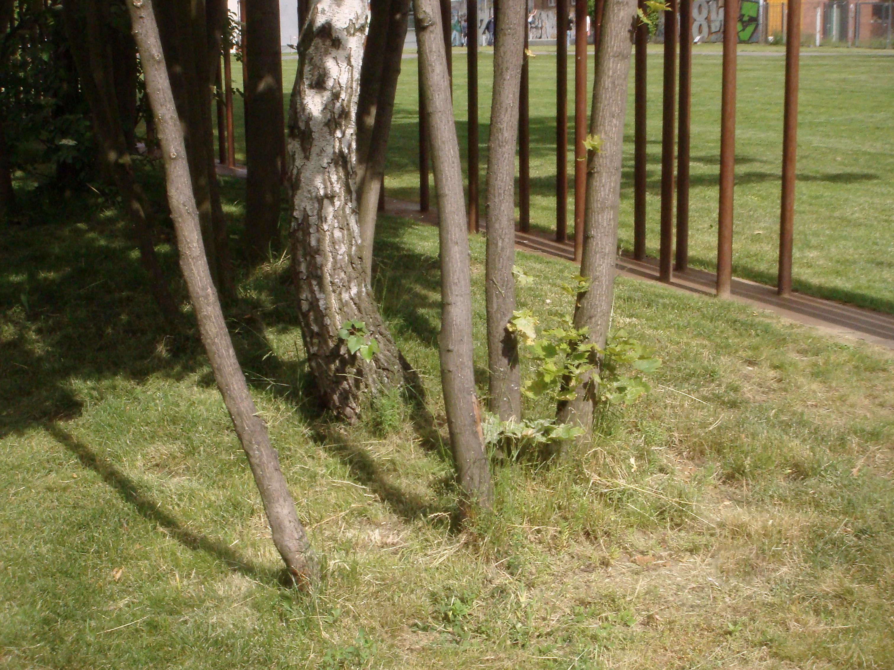 Berlin Wall Trees at Bernauer Street - bilderbook