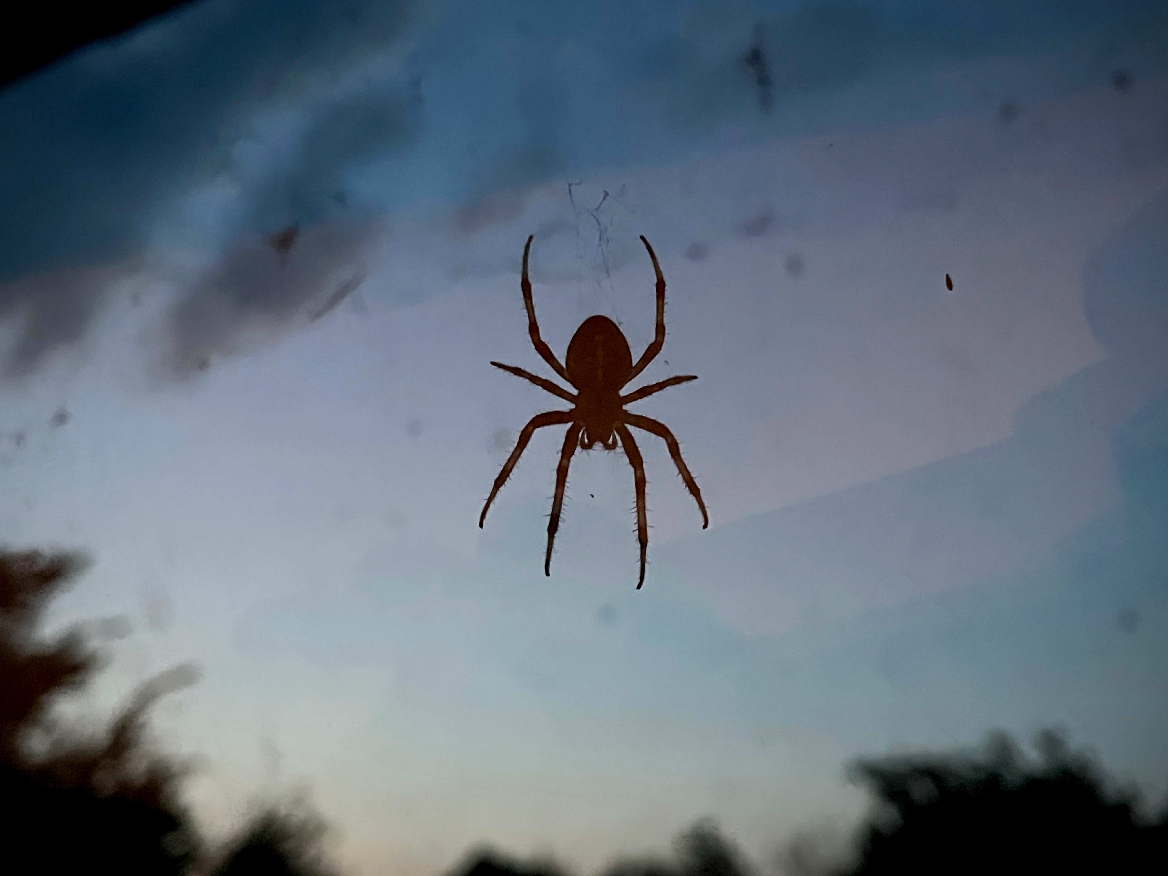 Silhouette of a big Spider in the Window - bilderbook